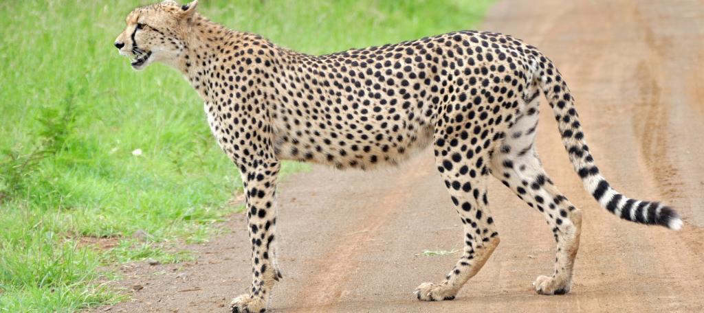 Day After Female Cheetah ‘Sasha’ Dies, Supreme Court Seeks ...