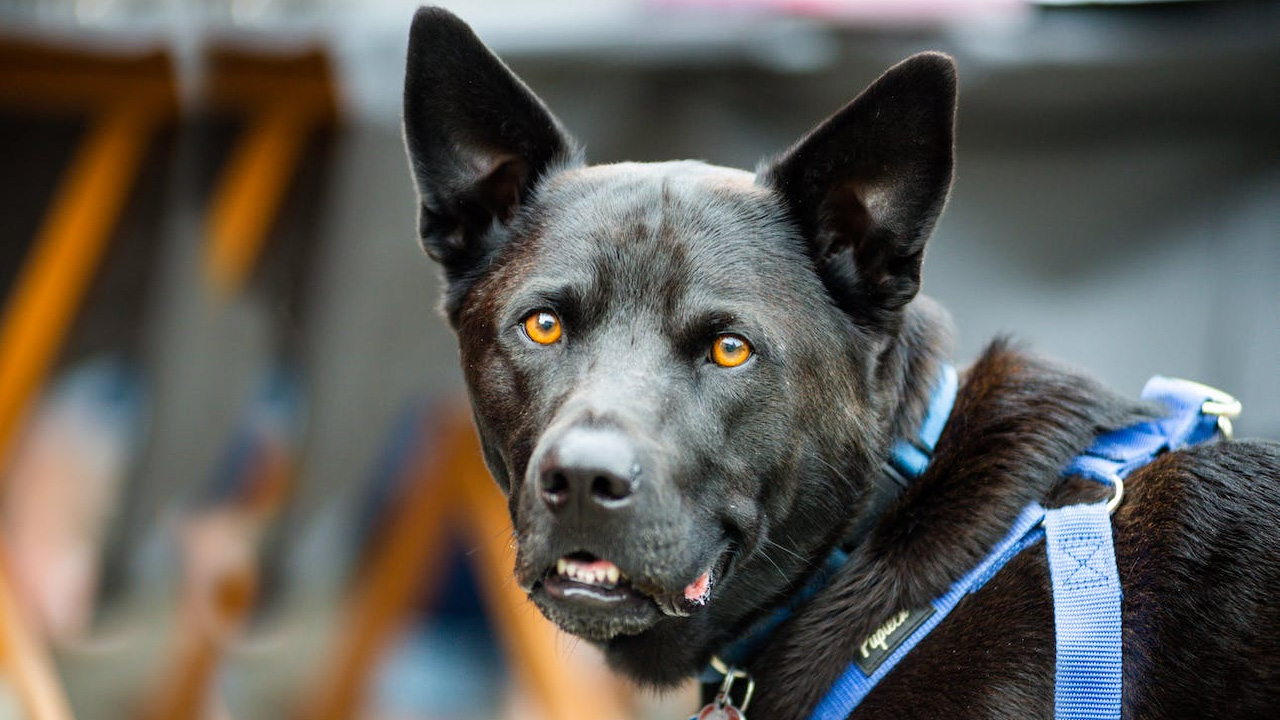 Sniffer Dogs:The Science, Investigations And Law Of Evidence