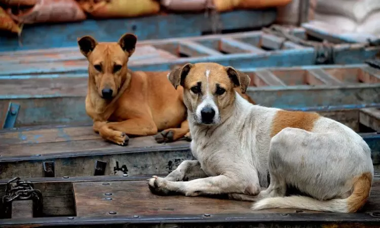 Stray Dog Issue | Supreme Court Lists Matter For Final Hearing On ...