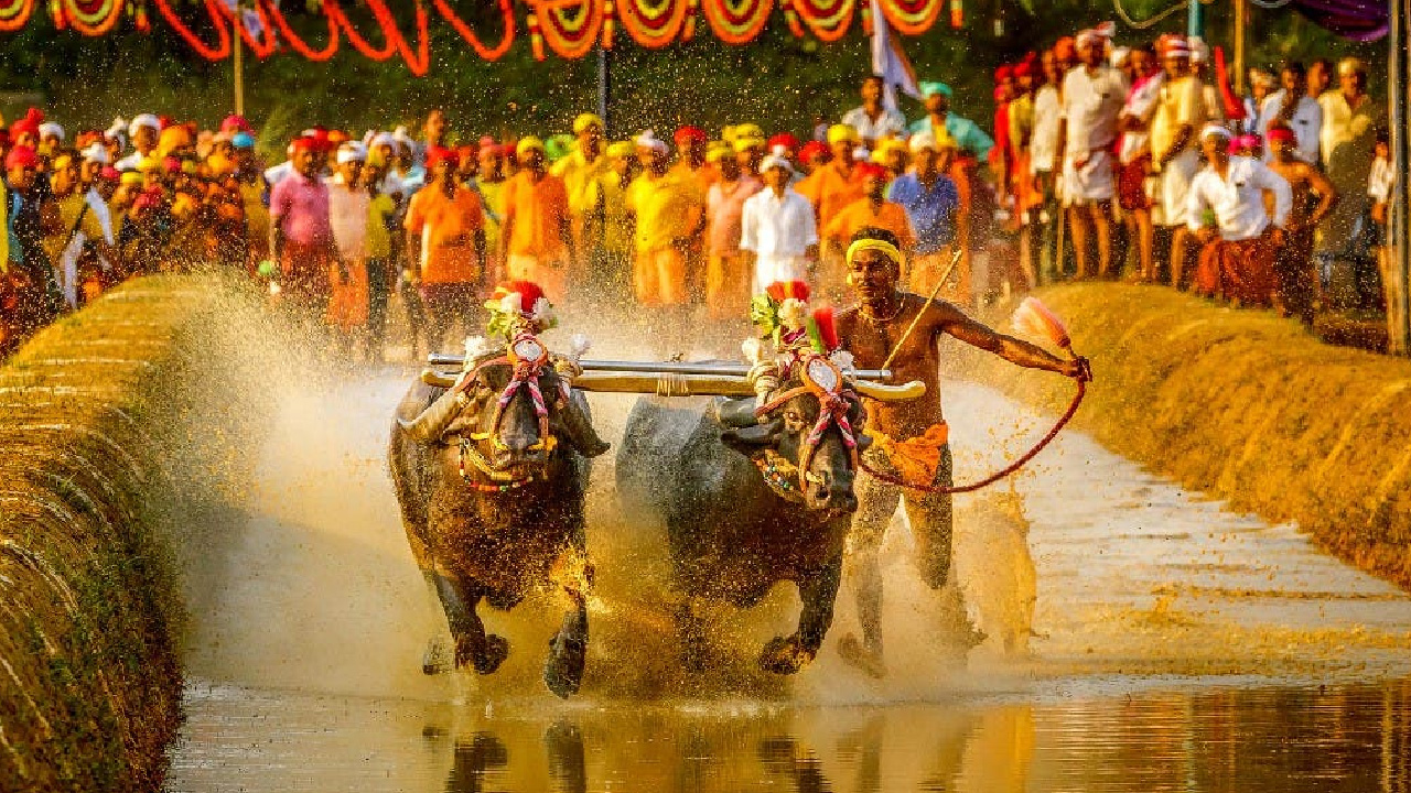 Karnataka High Court Allows State To Hold Kambala Events Beyond ...