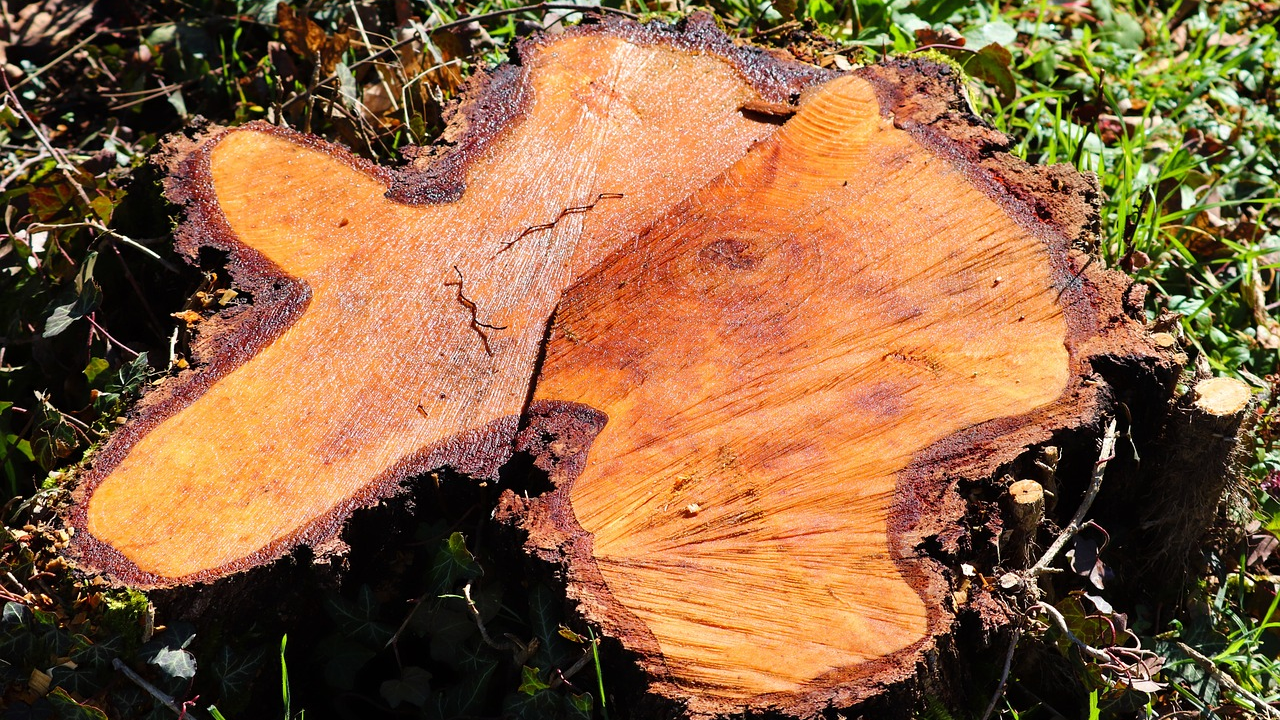 MP High Court Stays Tree Felling In Bhopal; Summons Senior Officials ...